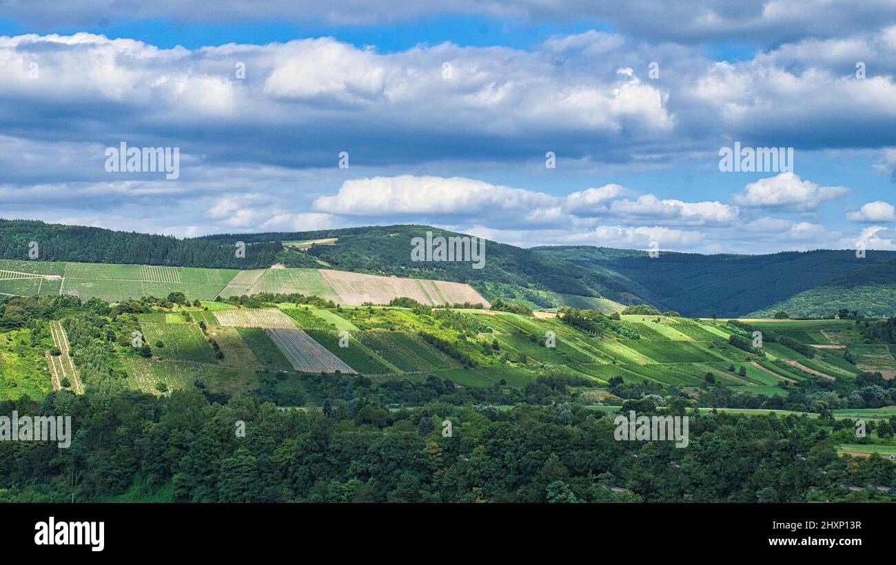 Vineyards in Saarburg in Saarland. View of the vineyards. the mountain ...