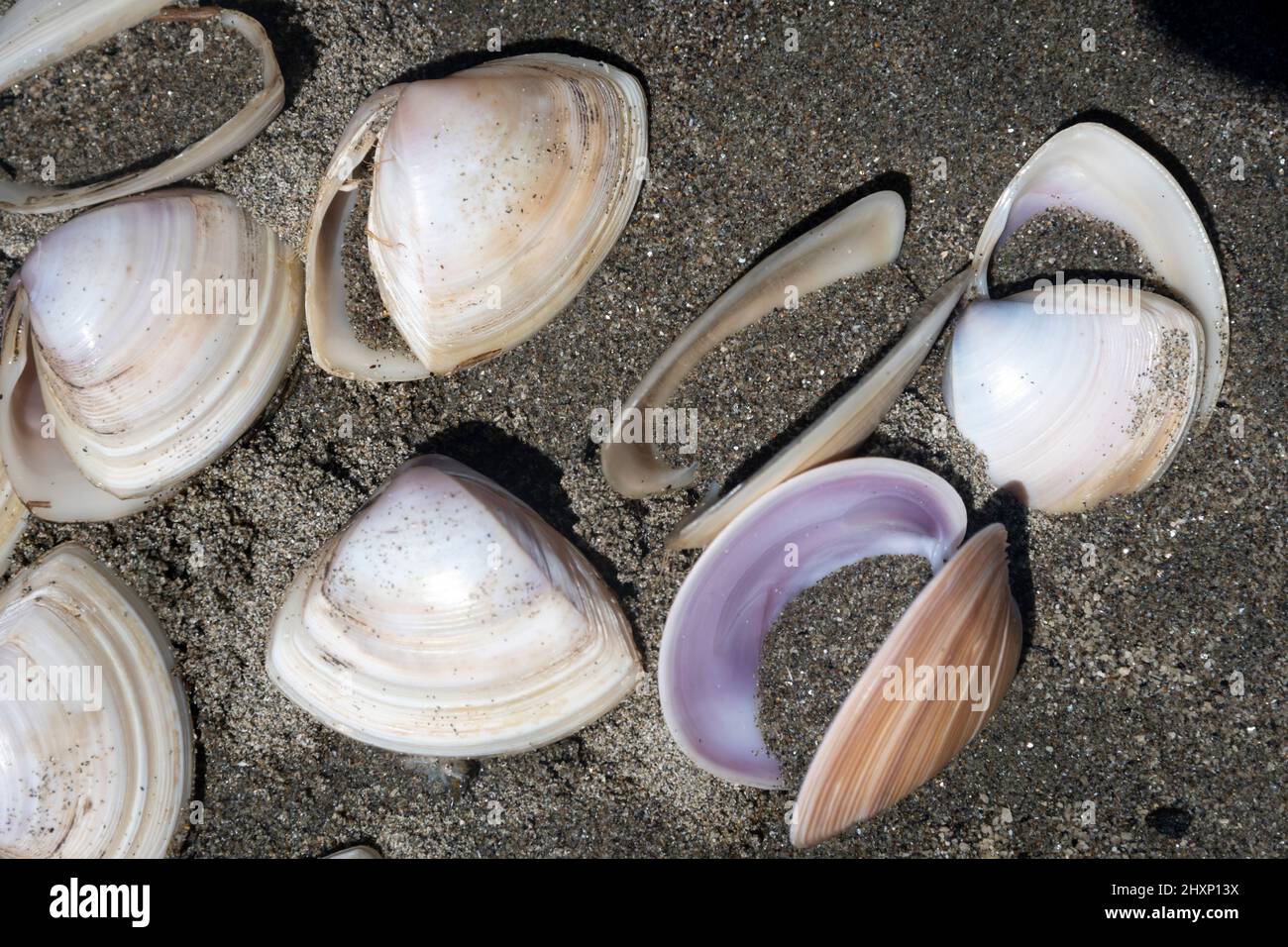 Pipi, Cockle and Triangle shells on beach at Paekakariki, Kapiti ...