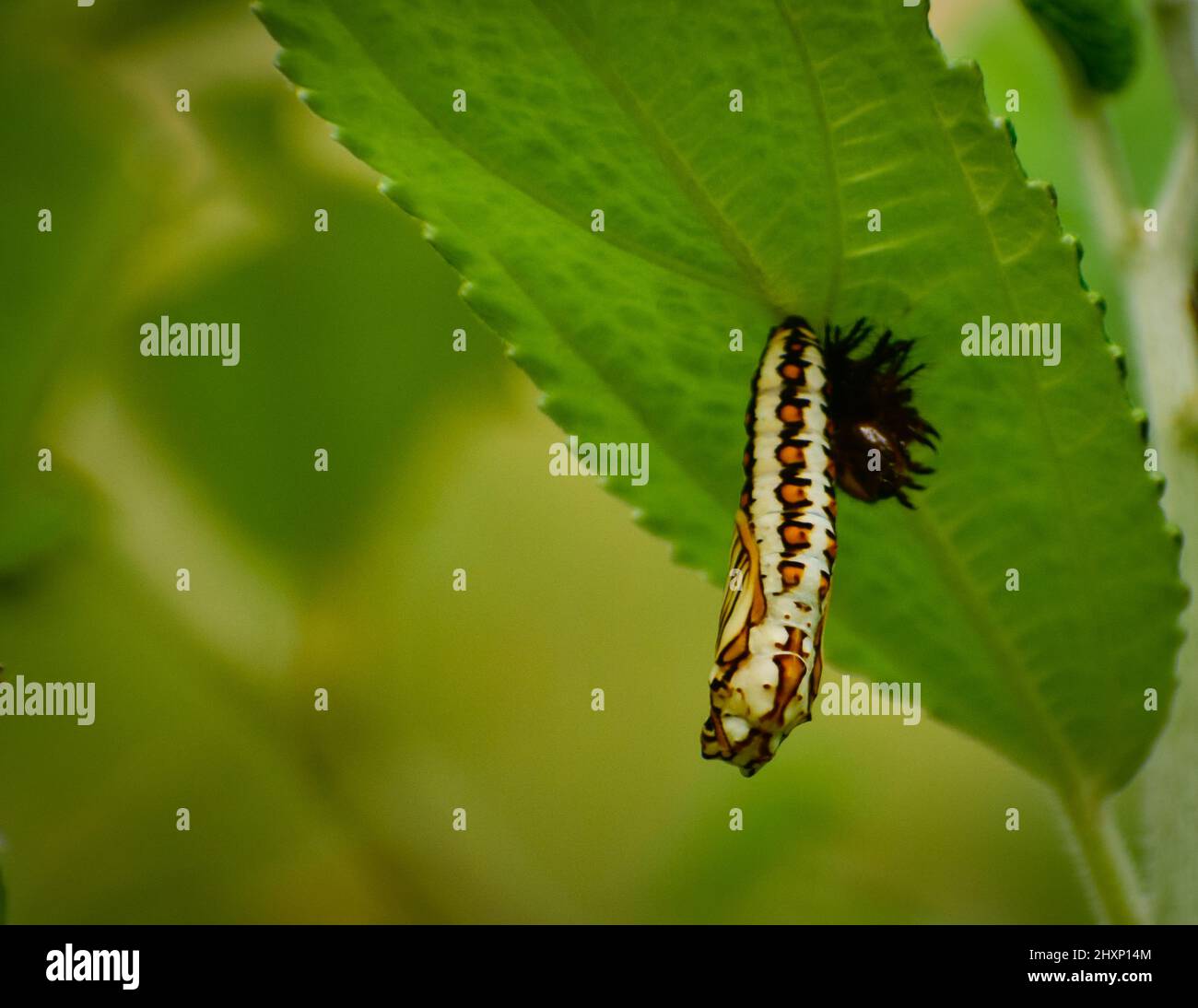 Gorgeous pupa of yellow coster butterfly. yellow coster butterfly ...
