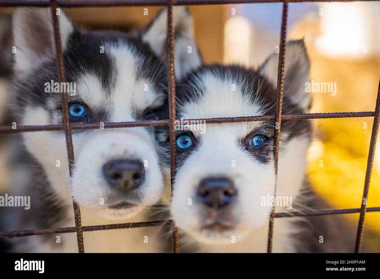 Purebred husky puppy in an open-air cage at a dog farm Haskiland near ...