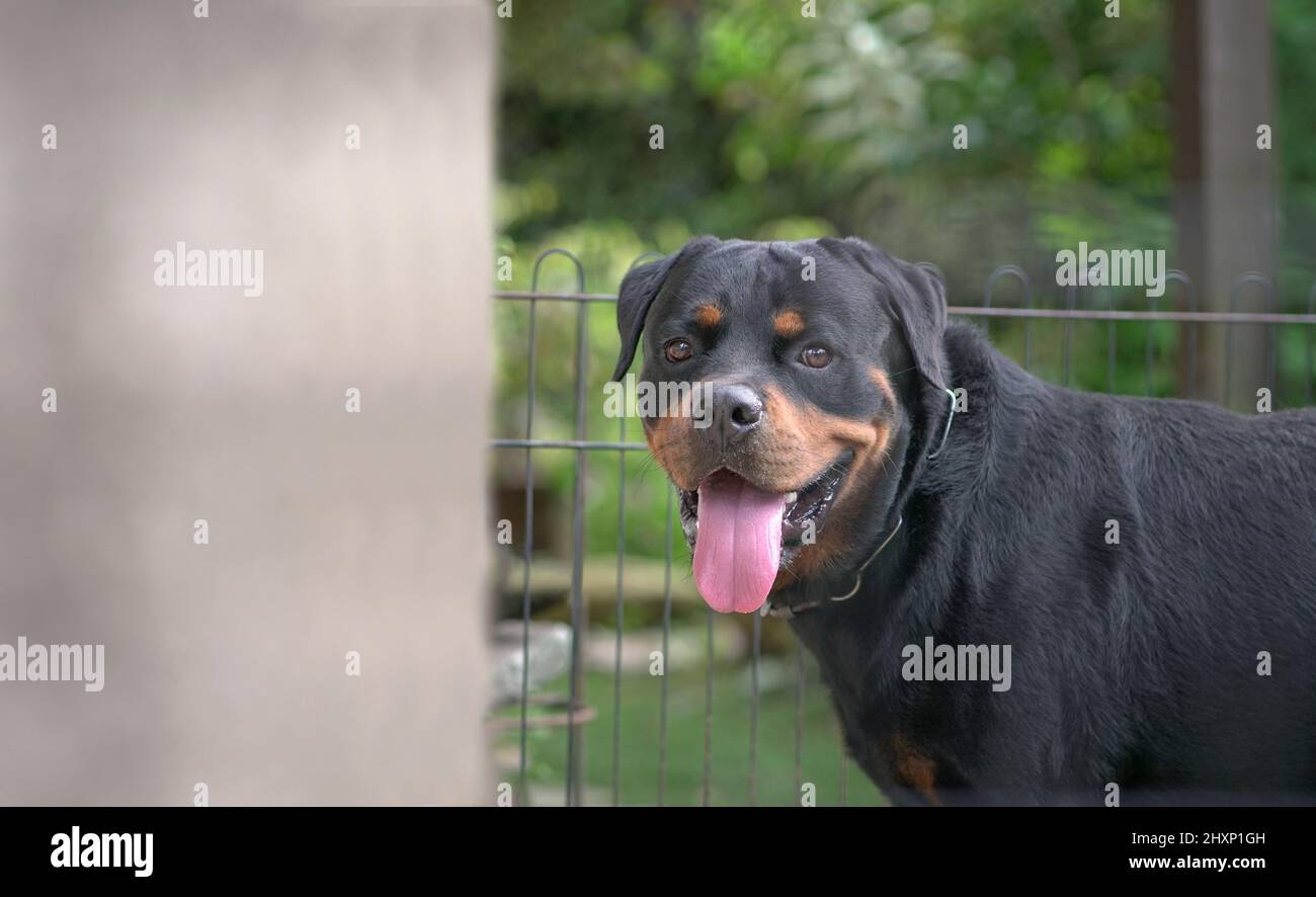 Dog Rottweiler portrait behind fence. Guard dog or security concept ...