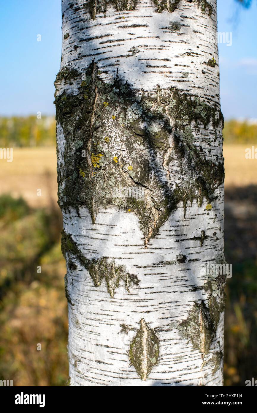 Birch tree trunk, white bark with gray scratches and cracks. Vertical ...