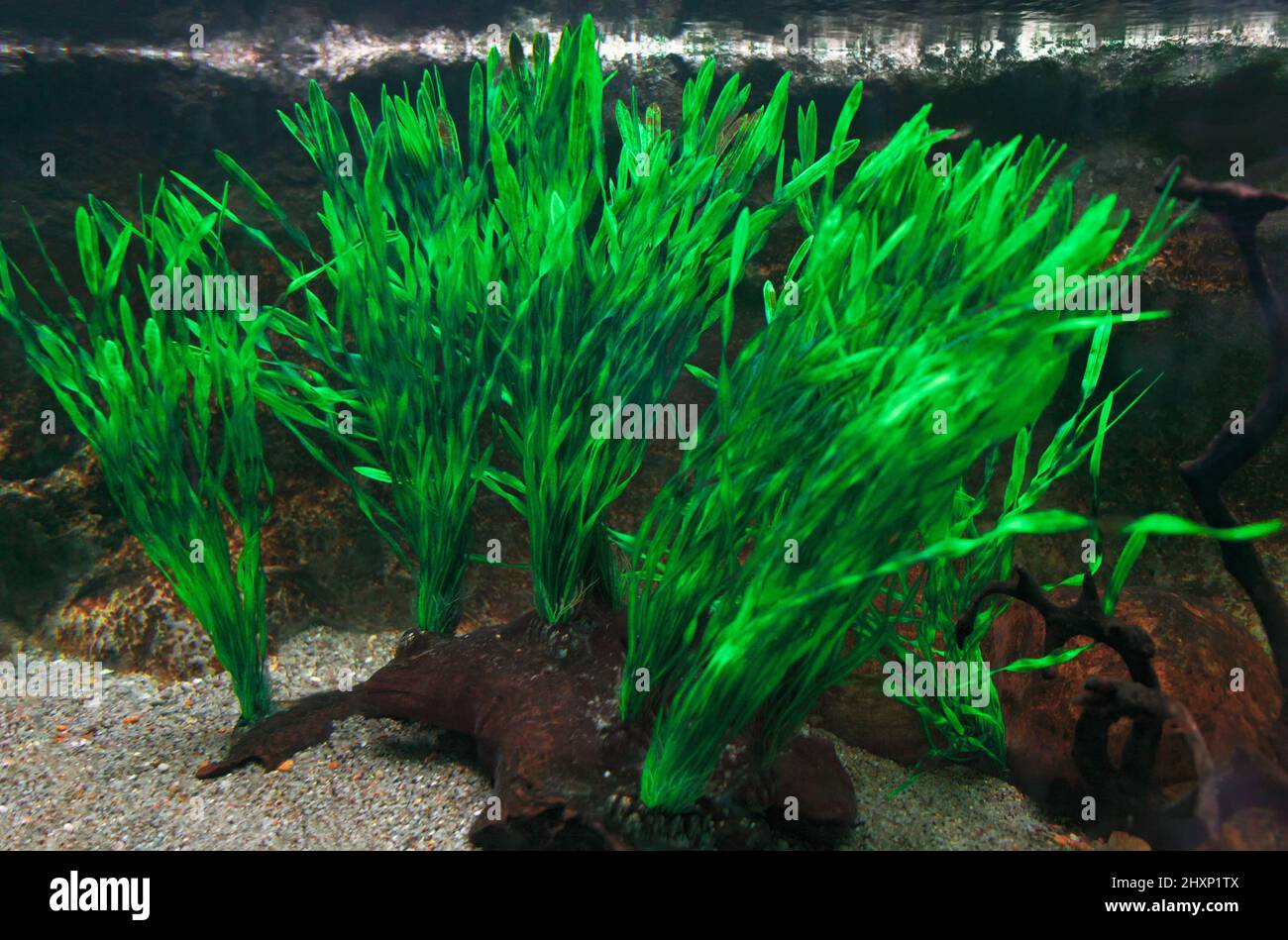 Submerged aquatic plants hi-res stock photography and images - Alamy