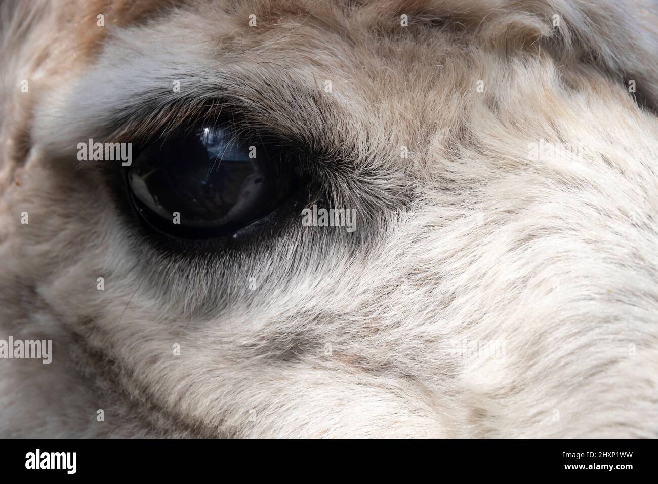 Agriculture eye hi-res stock photography and images - Alamy