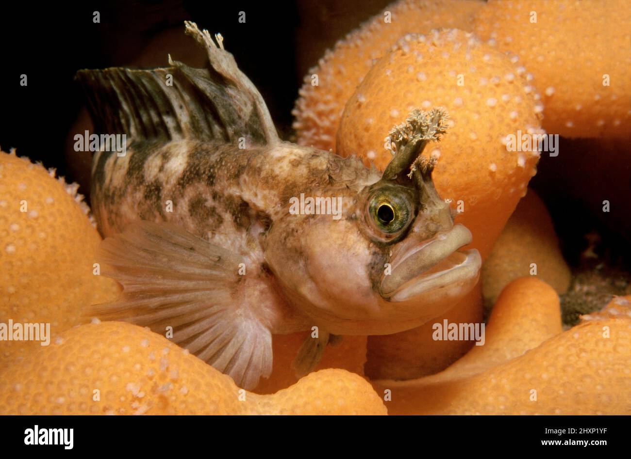 Stichaeidae hi-res stock photography and images - Alamy