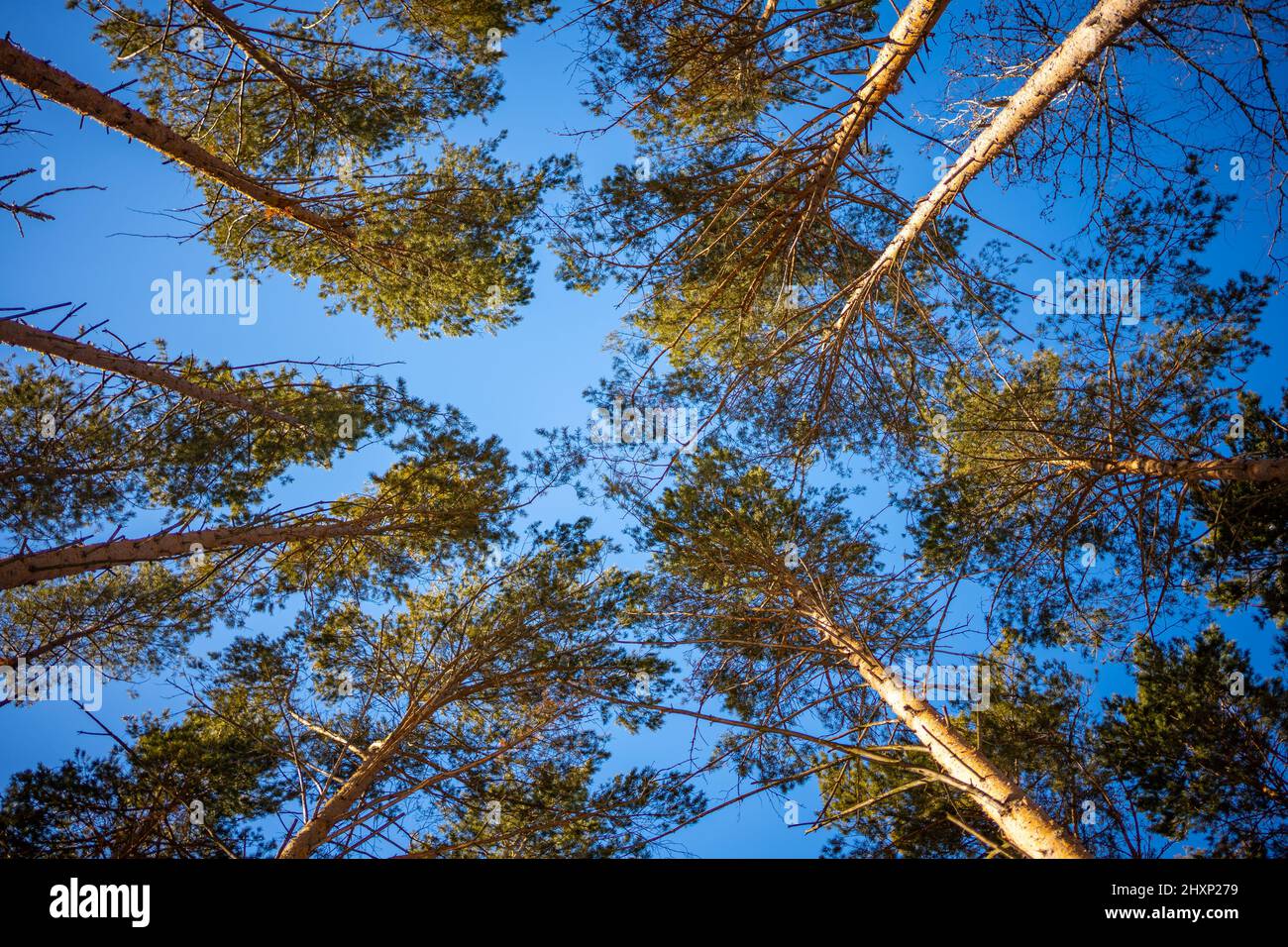 Siberian pine forest near Kemerovo, Siberia, Russia Stock Photo - Alamy