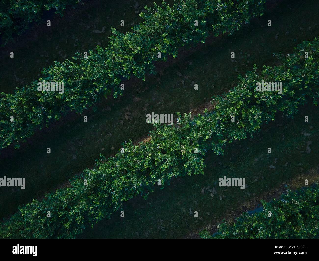 Aerial drone view Blueberry bush field, organic ripe. Blue berry ...