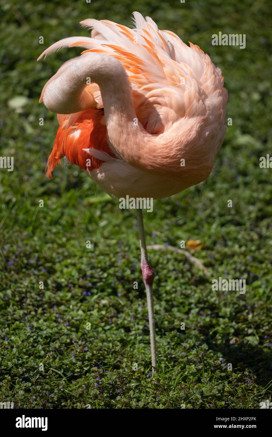 Chilean flamingo (Phoenicopterus chilensis) on one leg and head in the ...