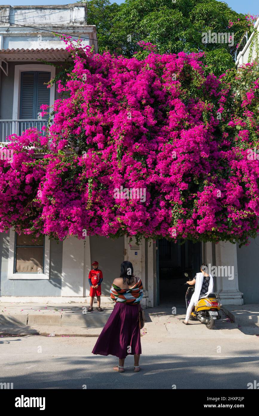 Pondicherry, India - 12 March 2022: An inflorescence of bougainvillea ...