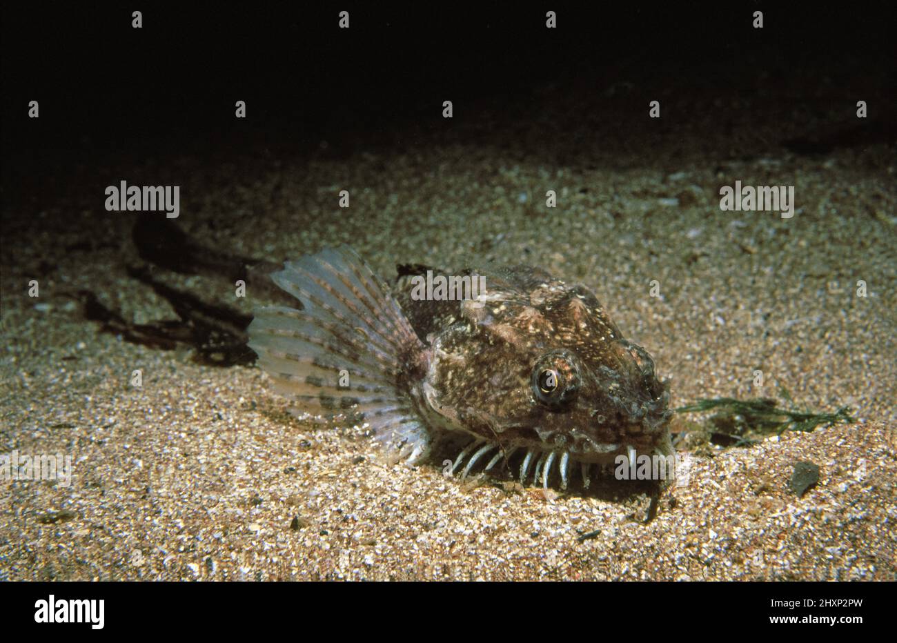 North sea fish uk underwater hi-res stock photography and images - Alamy