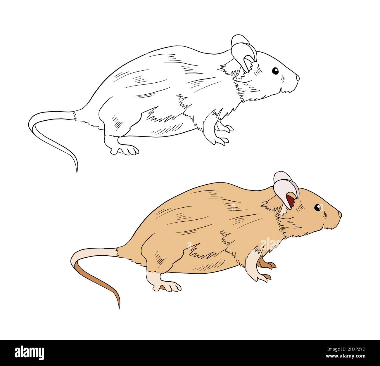 Illustration for a coloring book in color and black and white. Drawing ...