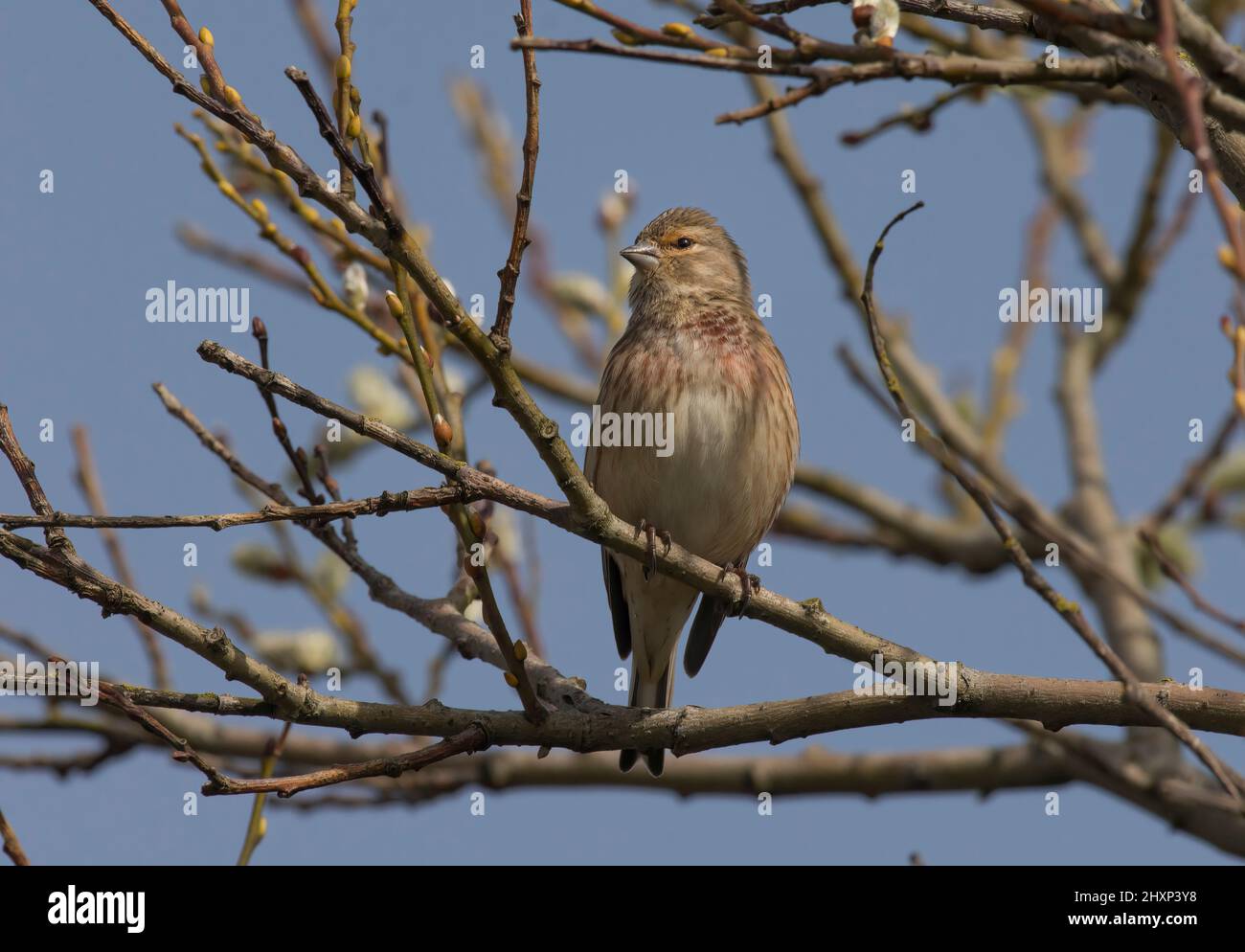 Linnets tree hi-res stock photography and images - Alamy