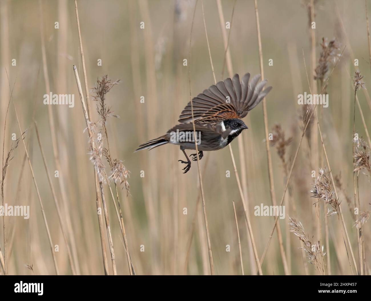 Male Reed bunting, Emberiza schoeniclus, in flight, through reedbed ...
