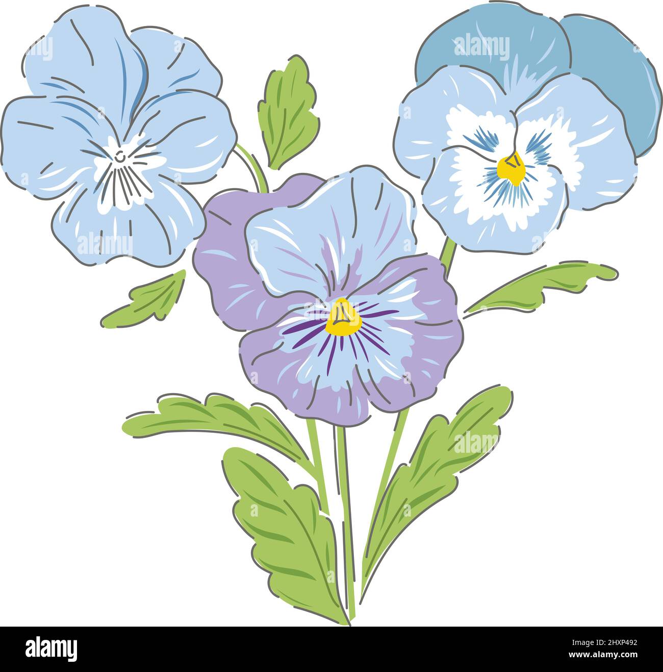Pansy spring flower botanical hand drawn vector illustration isolated ...
