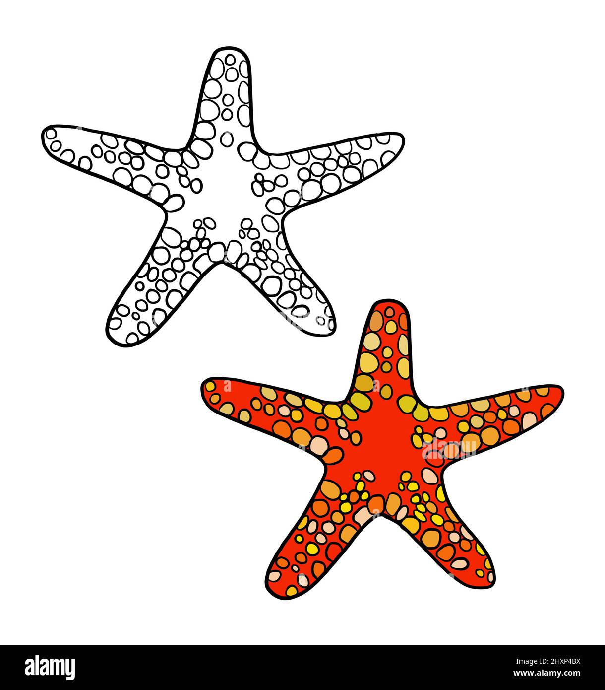 Starfish Drawings