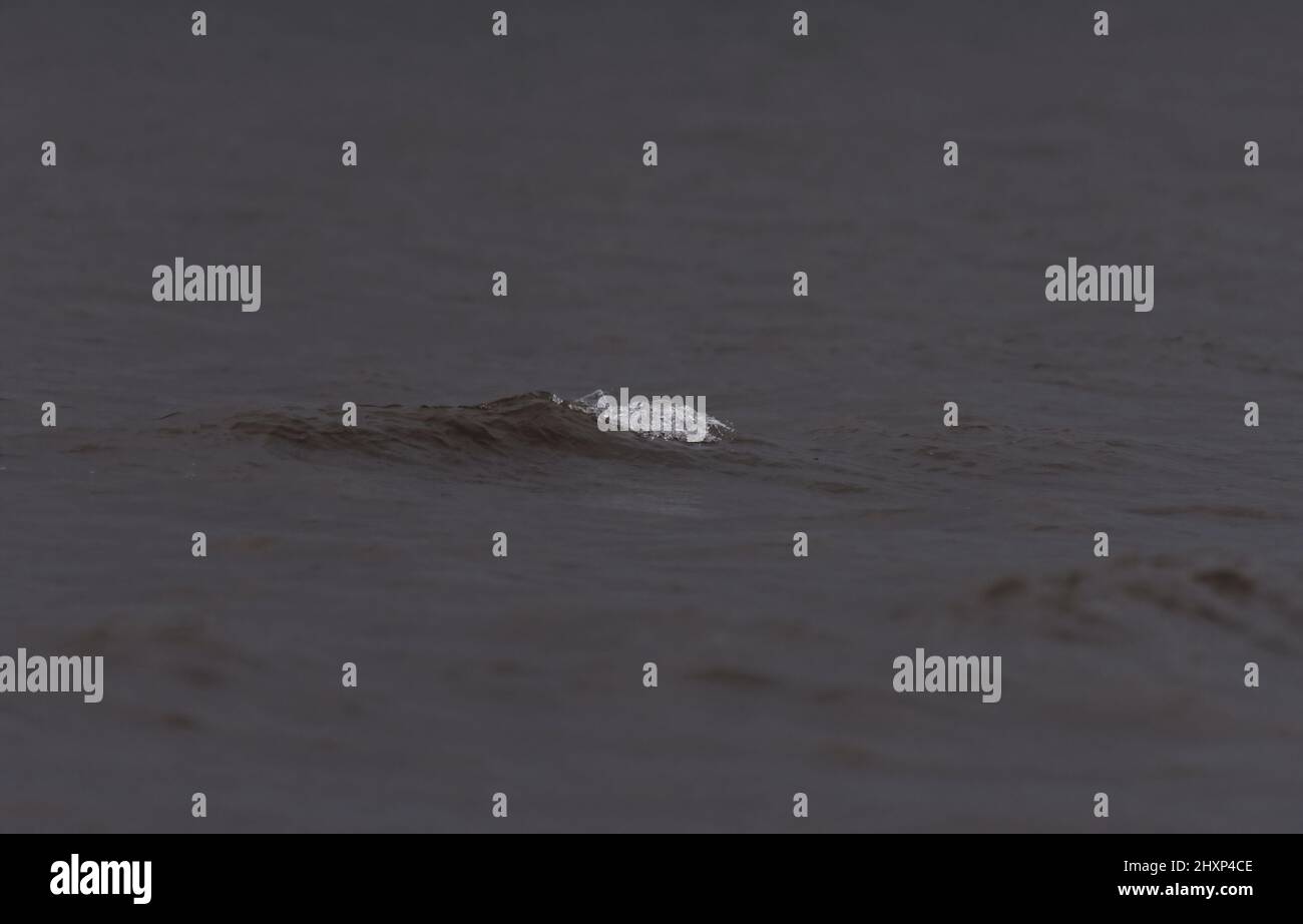 single wave formation above quiet sea waters, Lancashire, Uk Stock ...