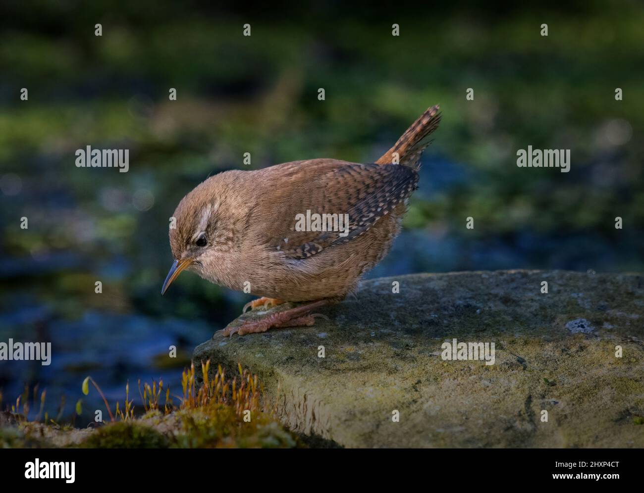 Eurasian Wren, Troglodytes troglodytes, perched on rock by pond ...