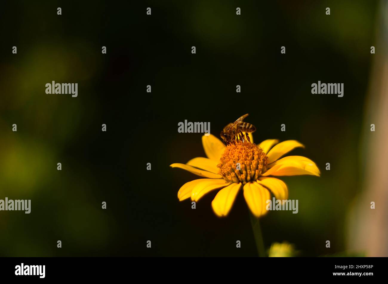 Andrena bee or normal bee in flower, dark backround Stock Photo - Alamy