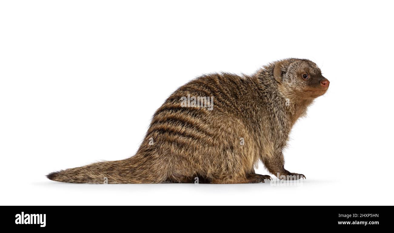 Adult Banded Mongoose aka Mongus Muno, sitting side ways. Looking ahead ...