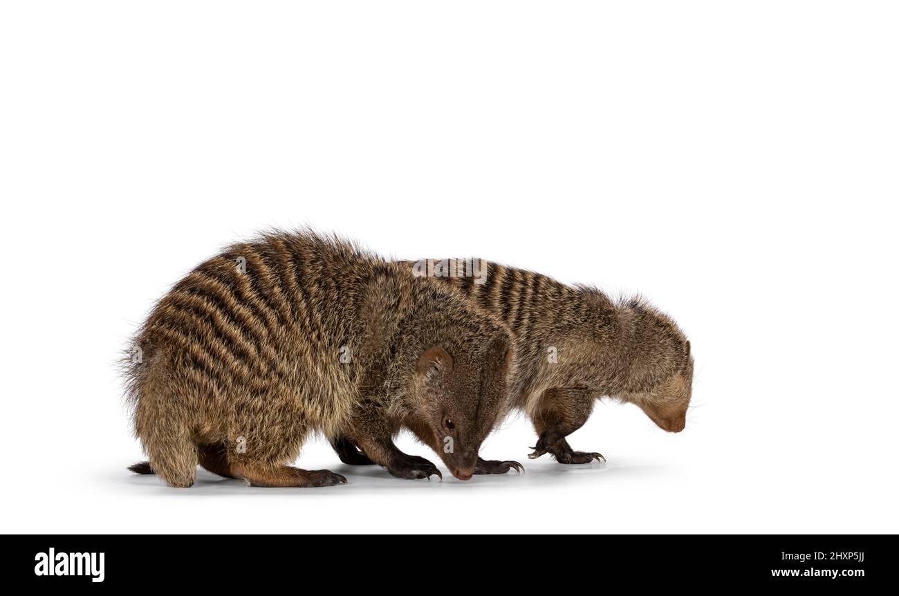 Two adult Banded Mongoose aka Mongus Muno, standing together looking ...