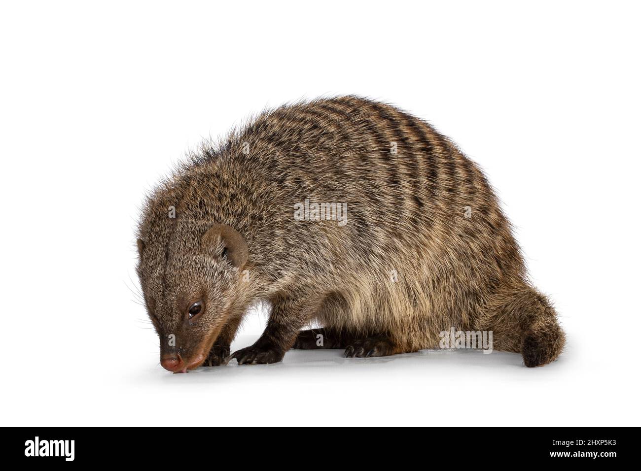 Adult Banded Mongoose aka Mongus Muno, sitting side ways sniffing ...