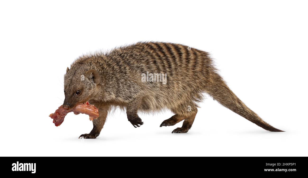 Adult Banded Mongoose aka Mongus Muno, walking away with food in it's ...