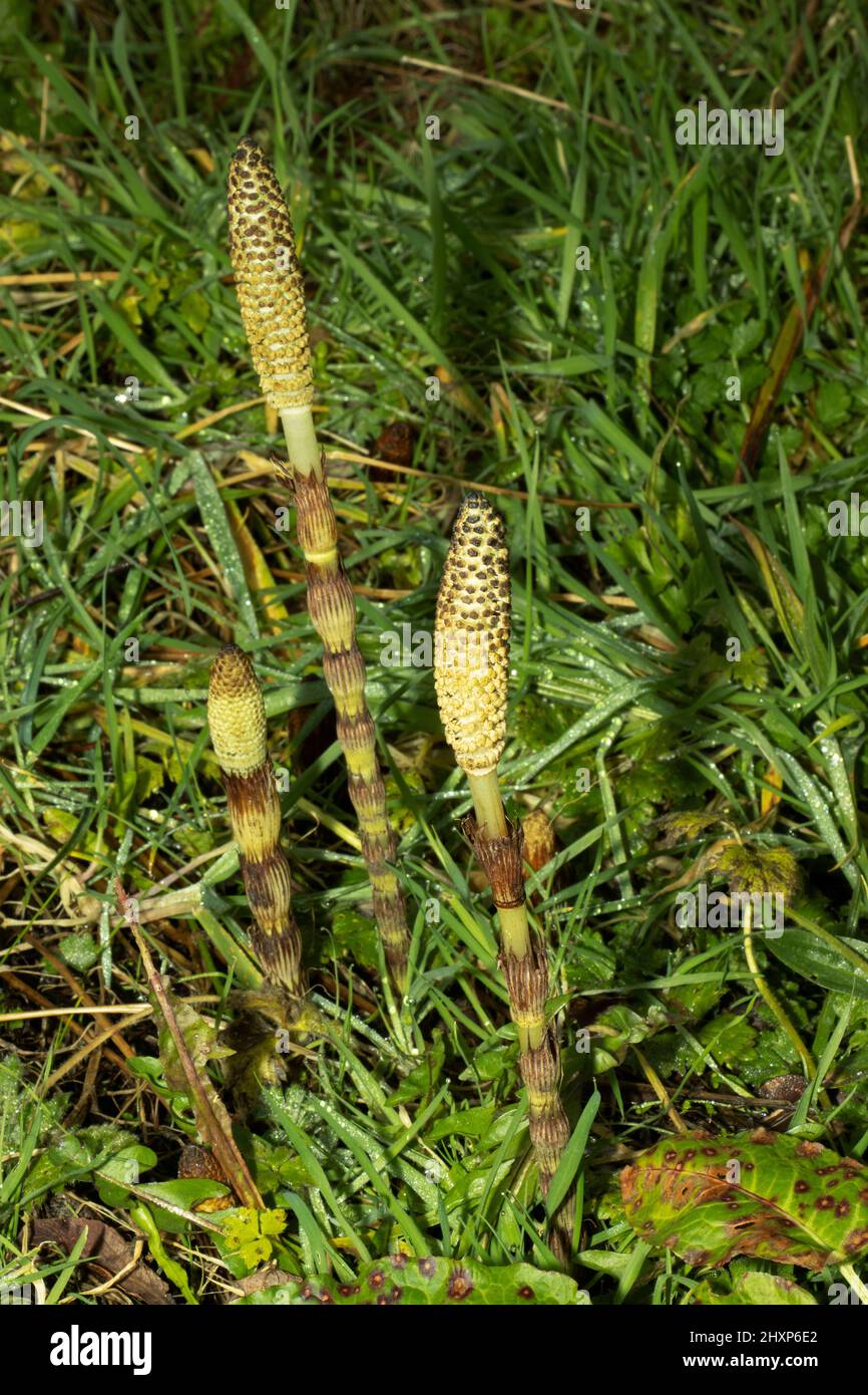 In late winter the flower-like spore heads of the Great Horsetail start ...