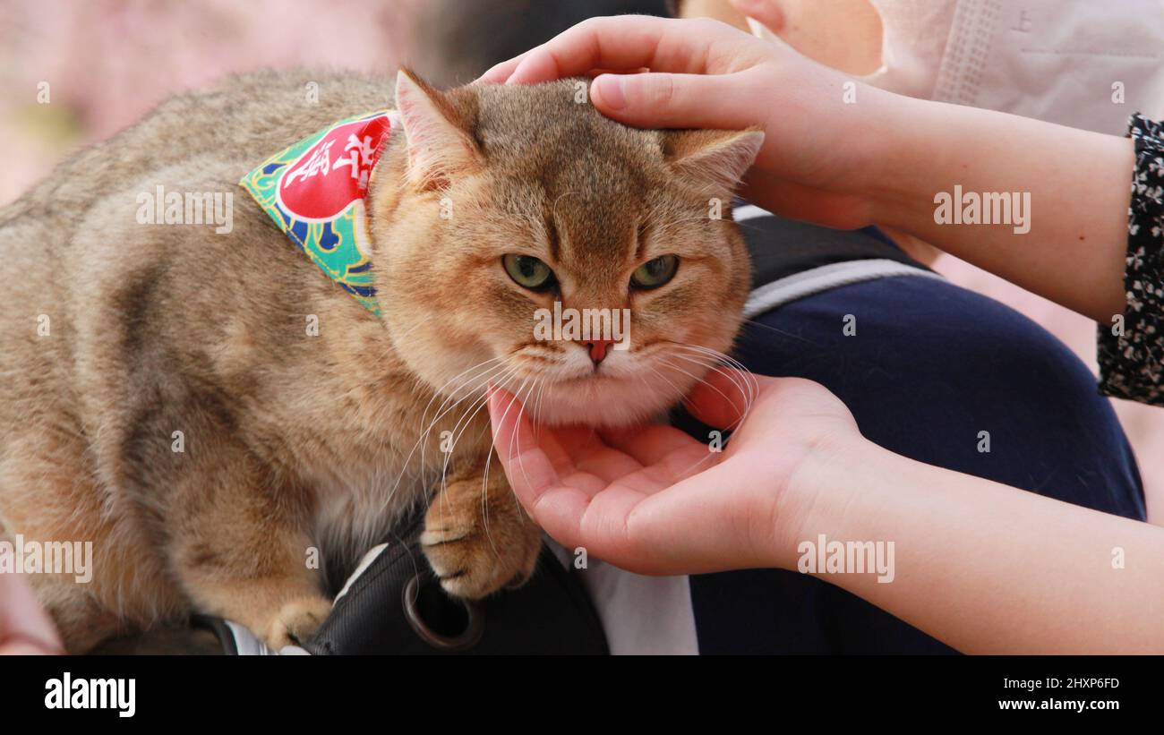 NANJING, CHINA - MARCH 13, 2022 - A cat owner takes his pet cat to ...