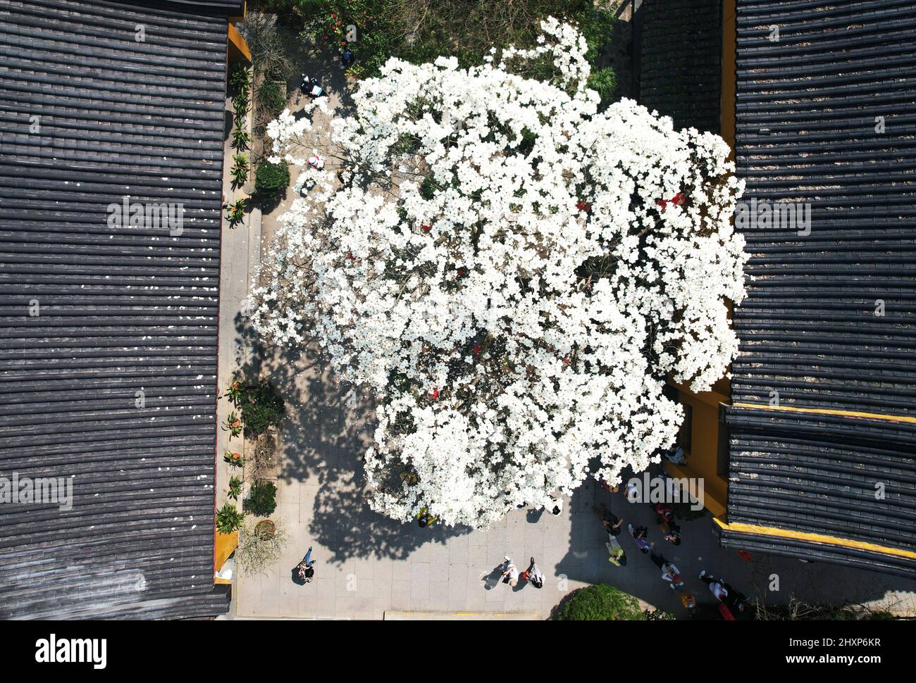 HANGZHOU, CHINA - MARCH 14, 2022 - Tourists watch the ancient magnolia ...