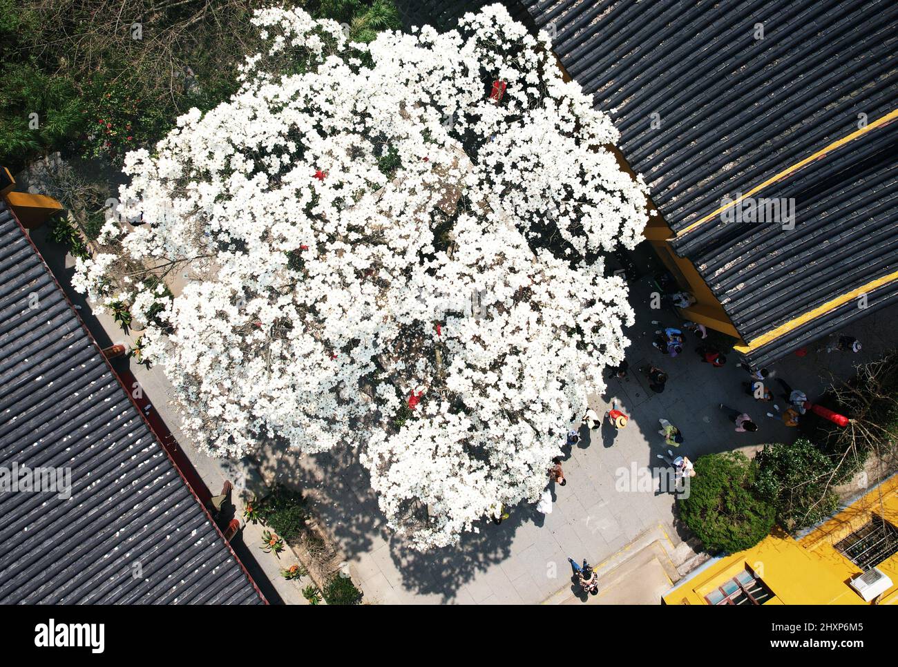 HANGZHOU, CHINA - MARCH 14, 2022 - Tourists watch the ancient magnolia ...