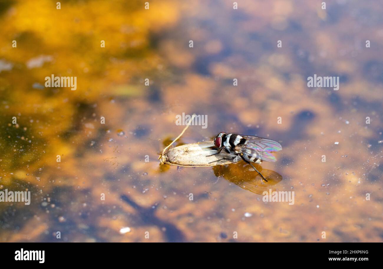 A root maggot fly isolated on the floating husk of an insect Stock ...
