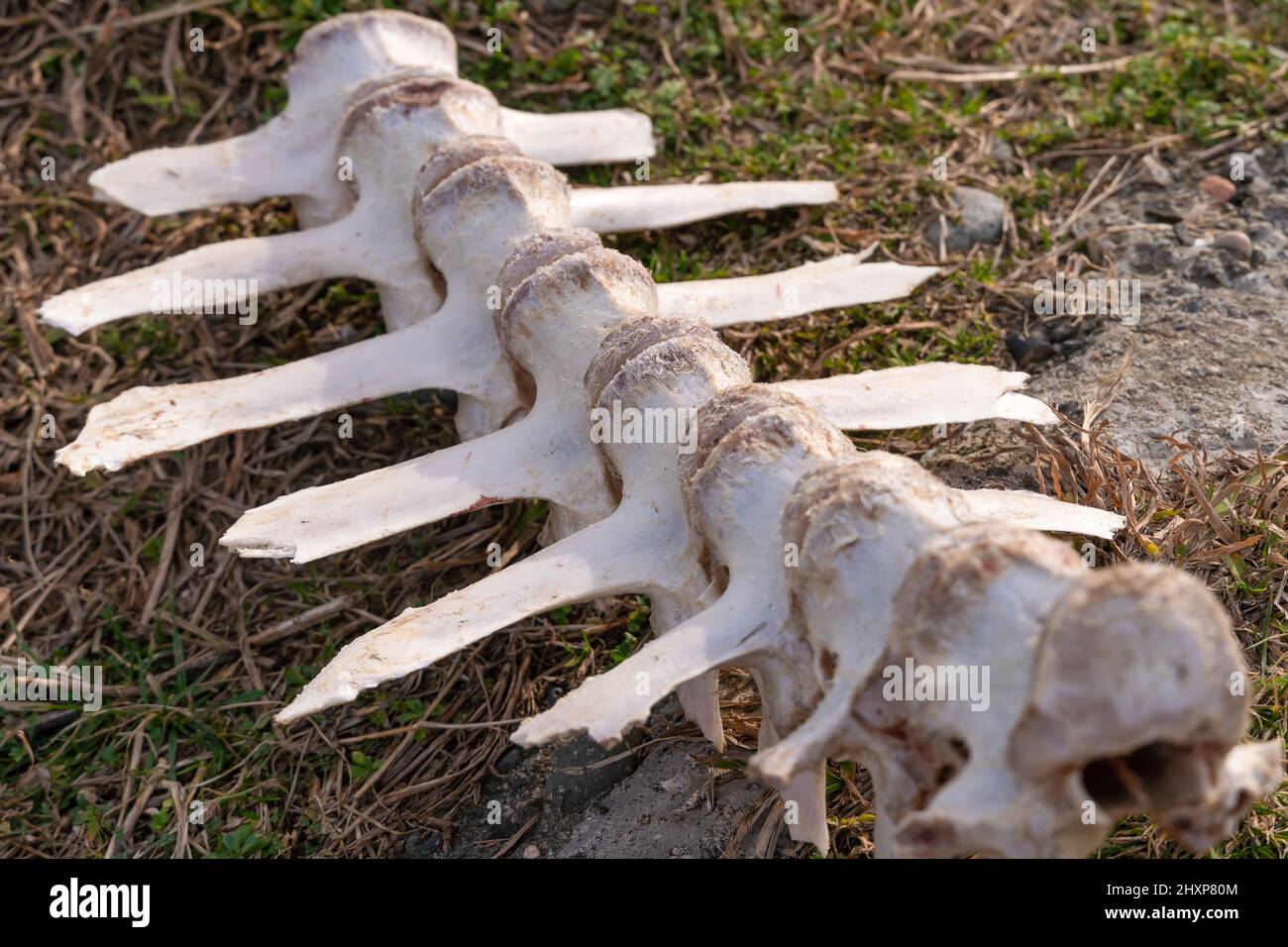 Bone spine wild animal hi-res stock photography and images - Alamy