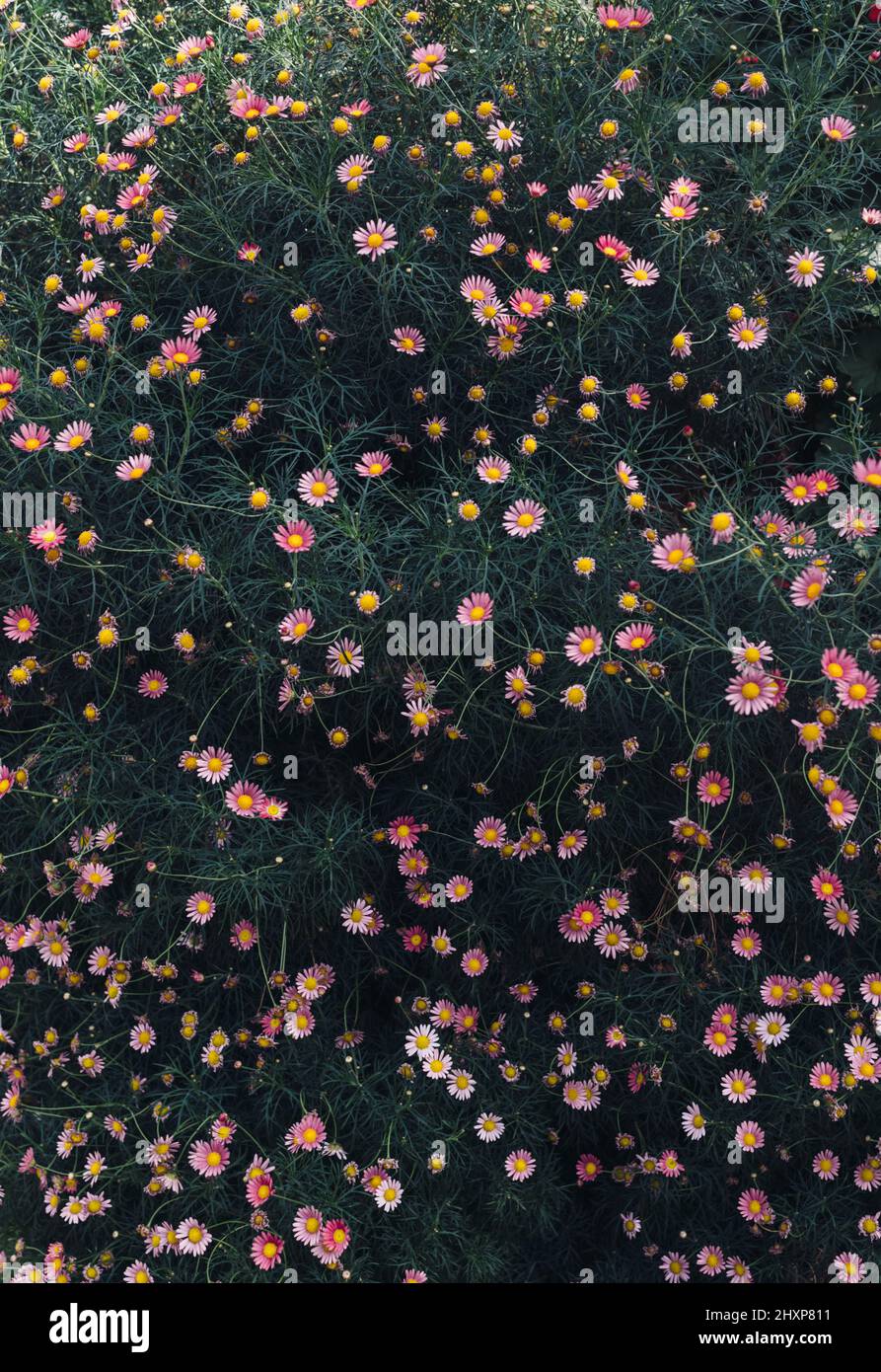 Thick green background hi-res stock photography and images - Alamy