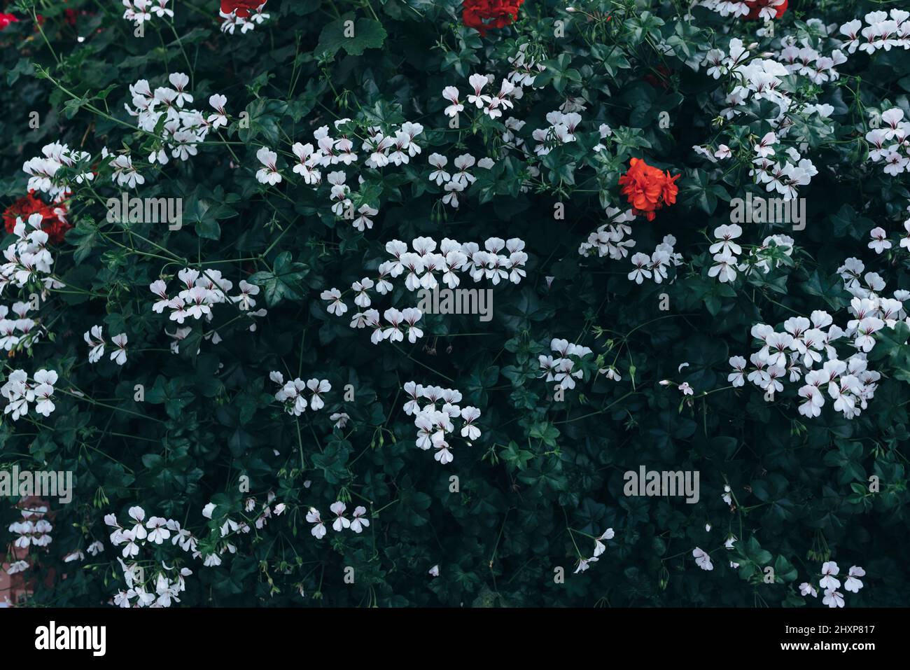 Dark dense Bush with small white flowers Stock Photo - Alamy