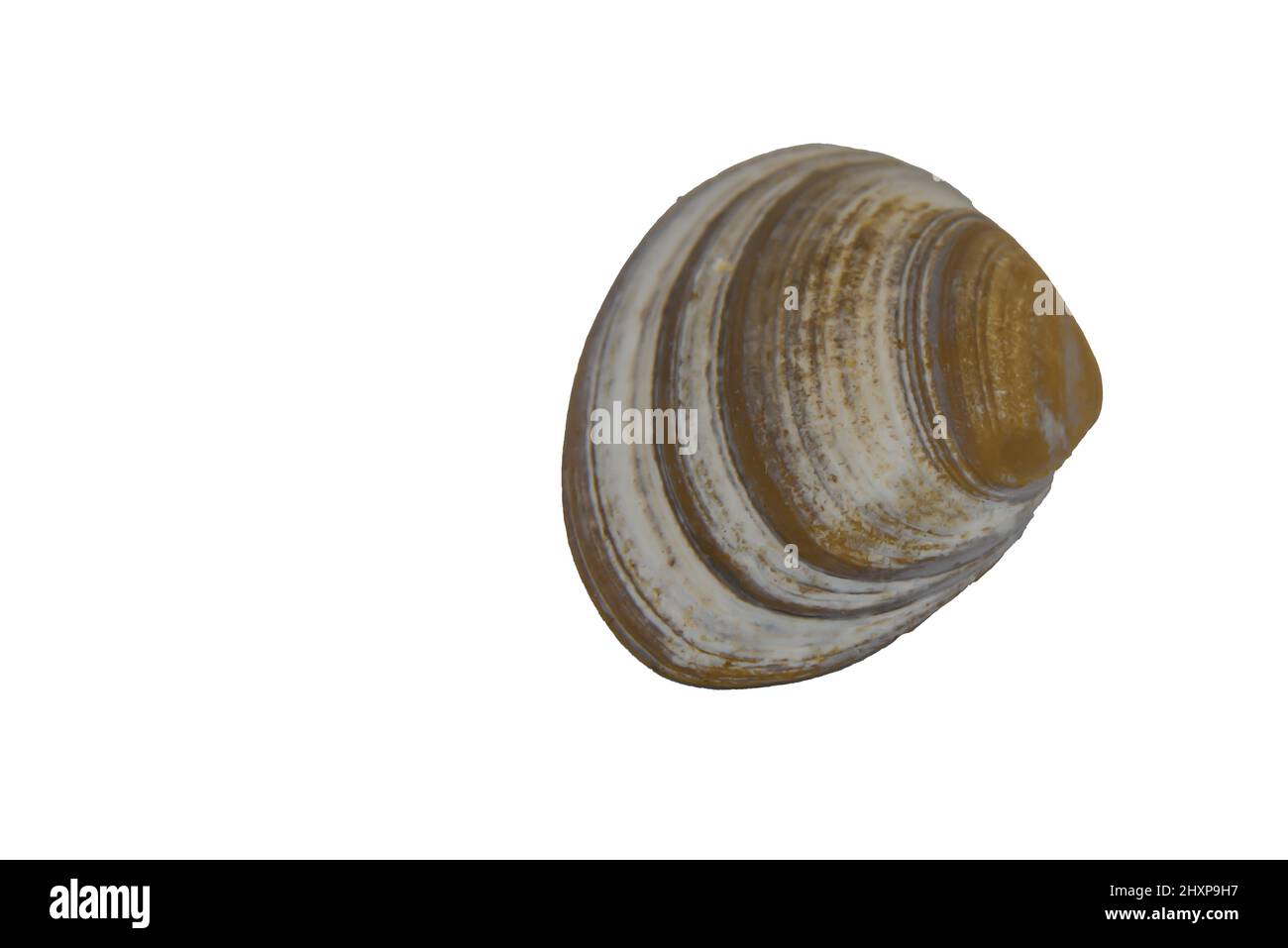 Mollusc exoskeleton hi-res stock photography and images - Alamy