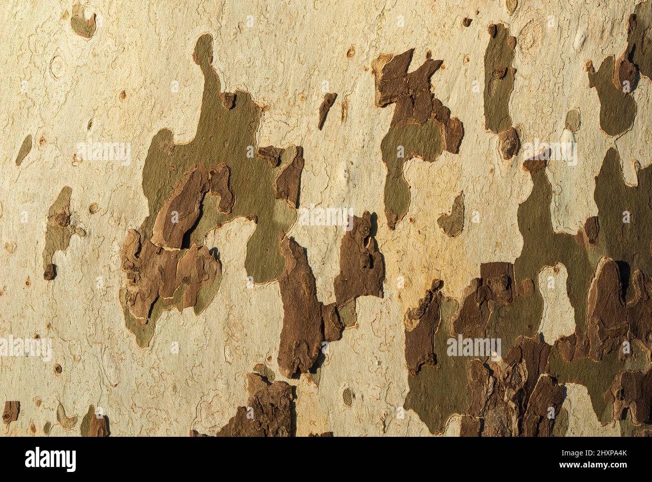 Sycamore or Plane tree trunk bark with scales as background Stock Photo ...