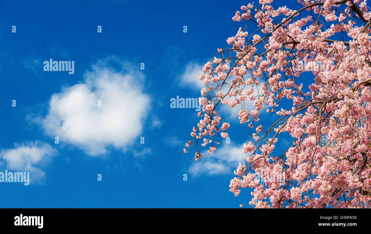 Spring in Japan. The famous sakura cherry tree pink blossom against ...