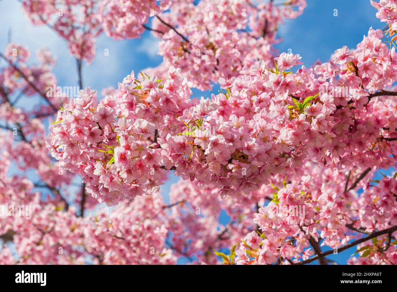 Spring in Japan. The famous cherry tree pink blossom as background ...