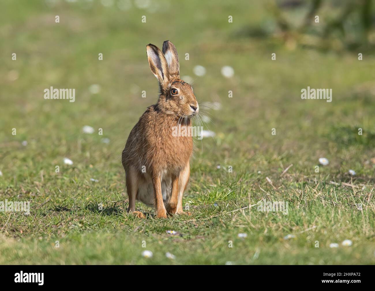 A wild Brown Hare , sitting amongst the daisies. An intimate shot ...