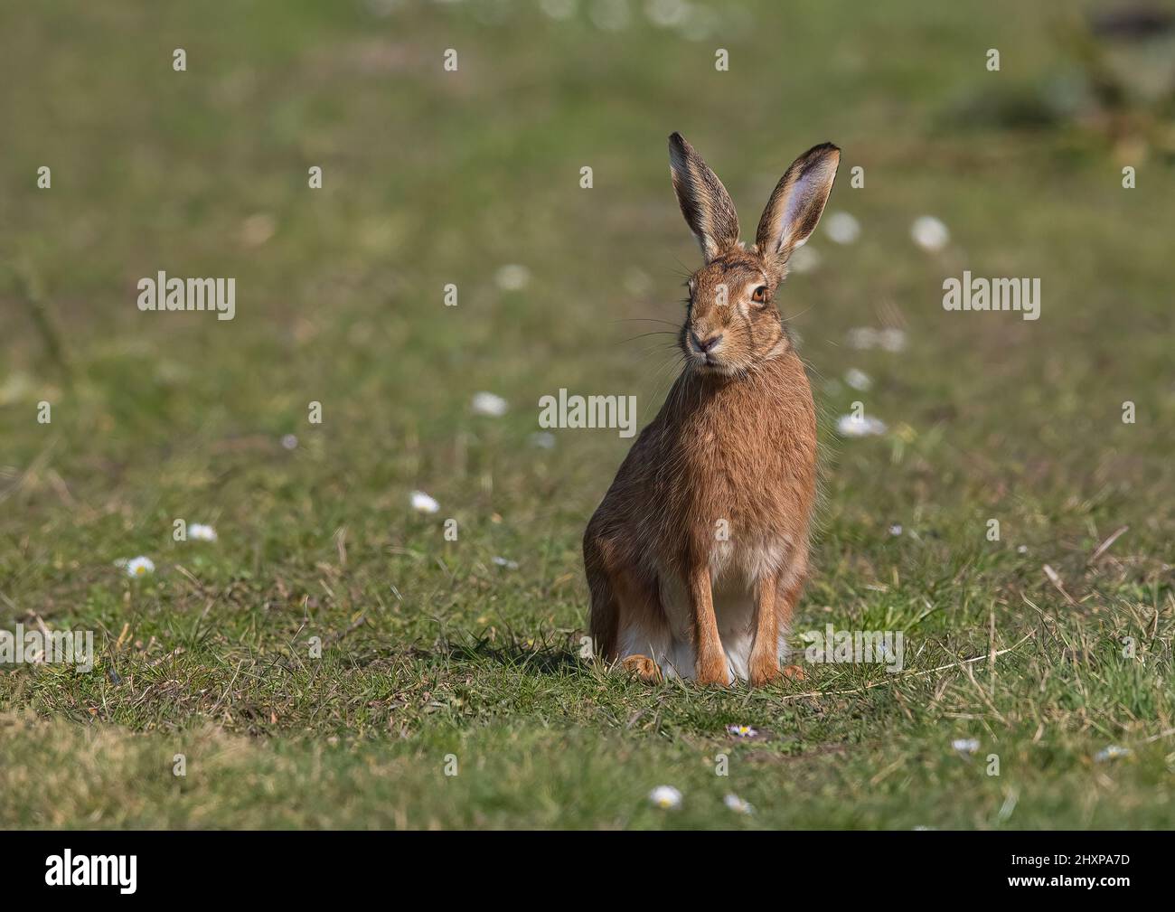 A wild Brown Hare , sitting amongst the daisies. An intimate shot showing it's huge ears, fur ...