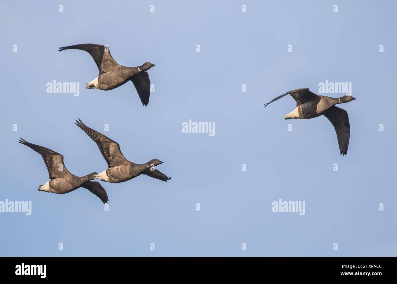 Four dark bellied Brent Geese flying in formation over the North ...