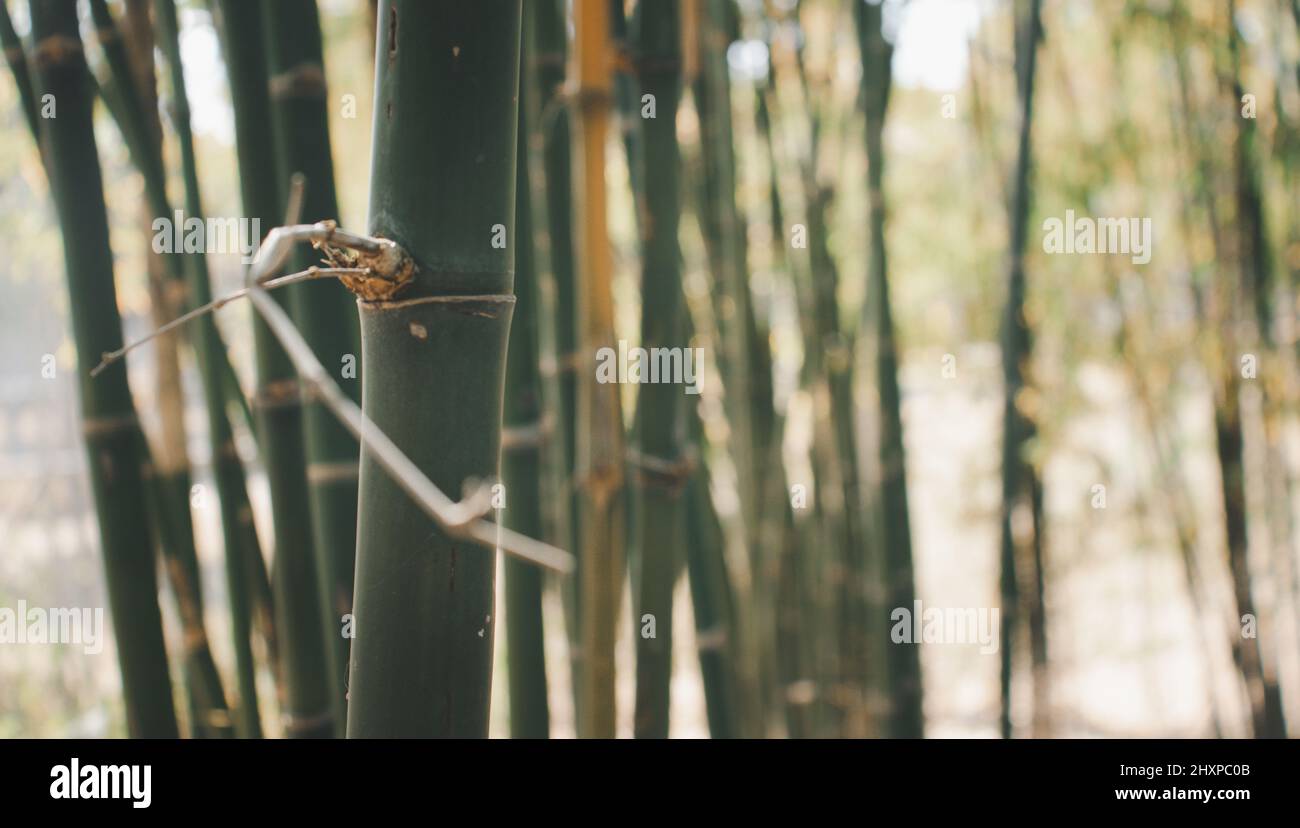 Closeup shot thin trunk hi-res stock photography and images - Alamy