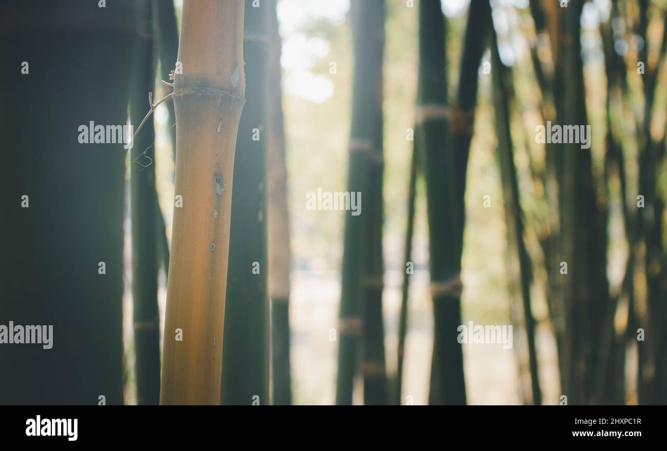 Closeup shot of thin tree trunks and bamboo stalks in a forest Stock ...