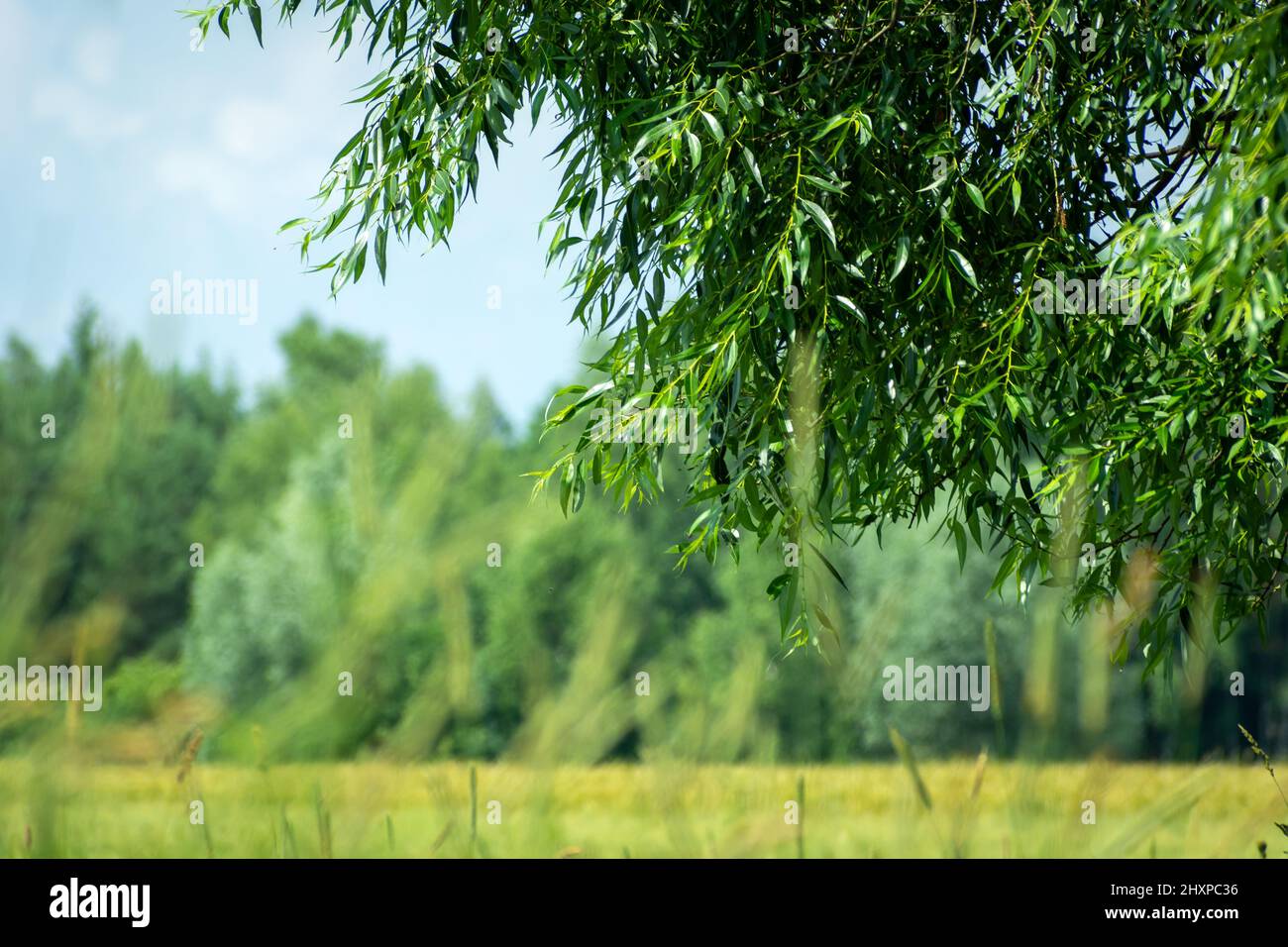 Fresh willow branches and a forest in the distance, Summer day Stock ...