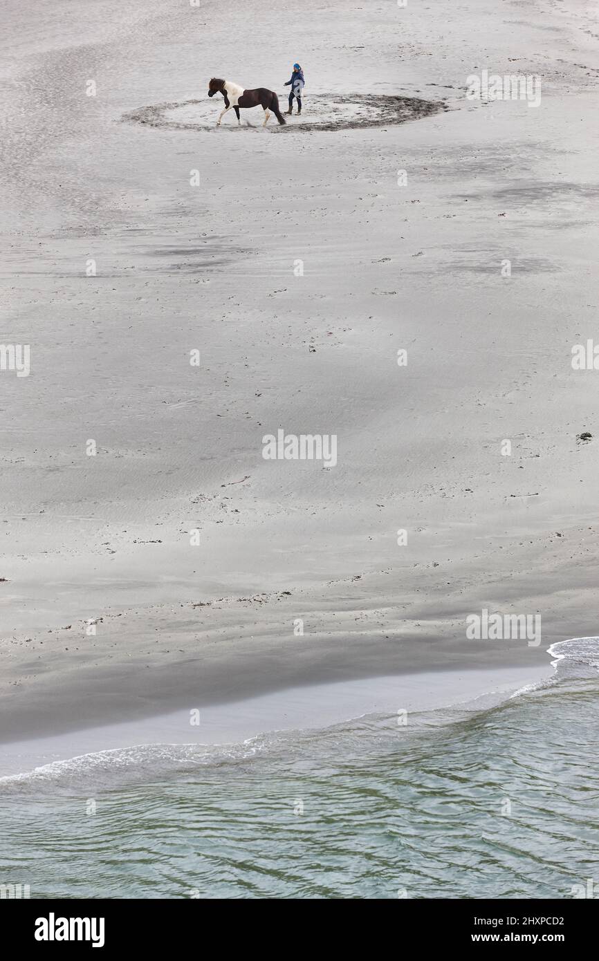 Training a horse on a sand beach. Equestrian sport. Faroe Islands Stock ...