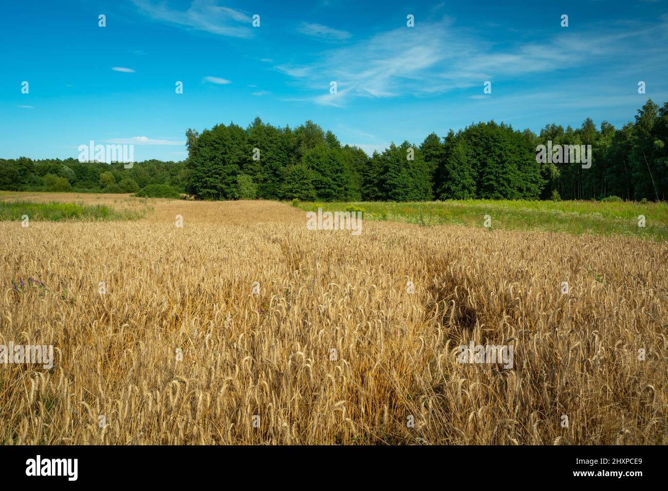 Grain field with forest hi-res stock photography and images - Alamy