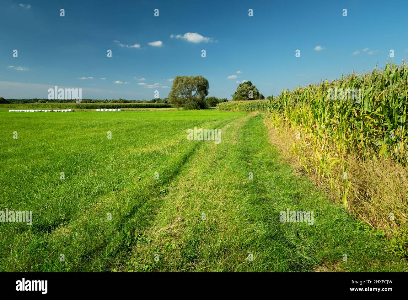 Grassy road hi-res stock photography and images - Alamy