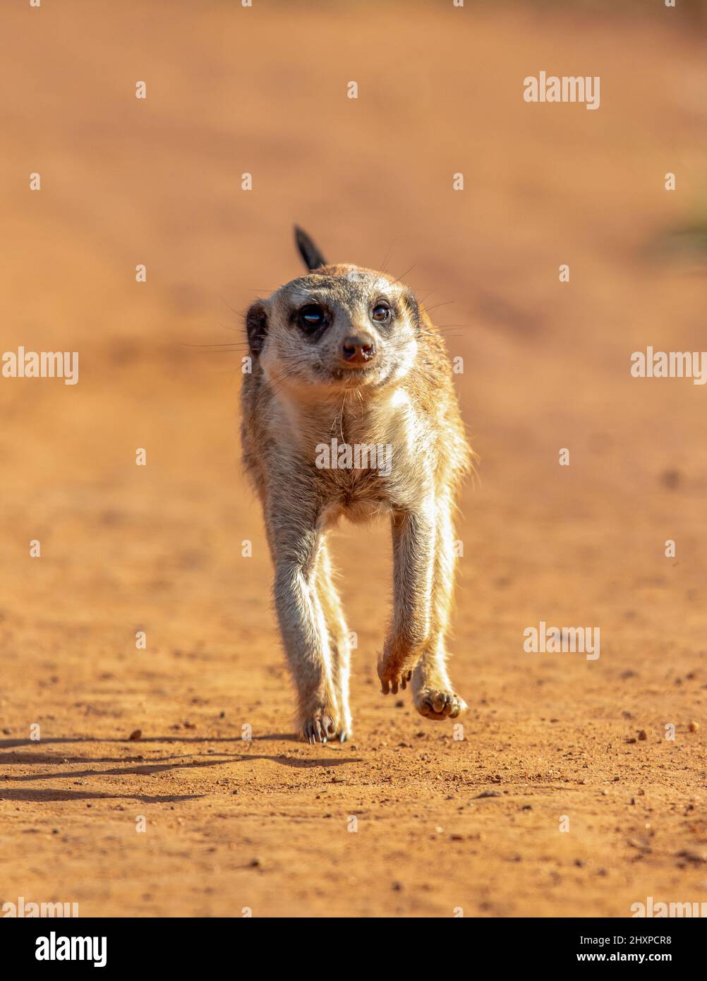 Meerkat, Addo Elephant National Park Stock Photo - Alamy