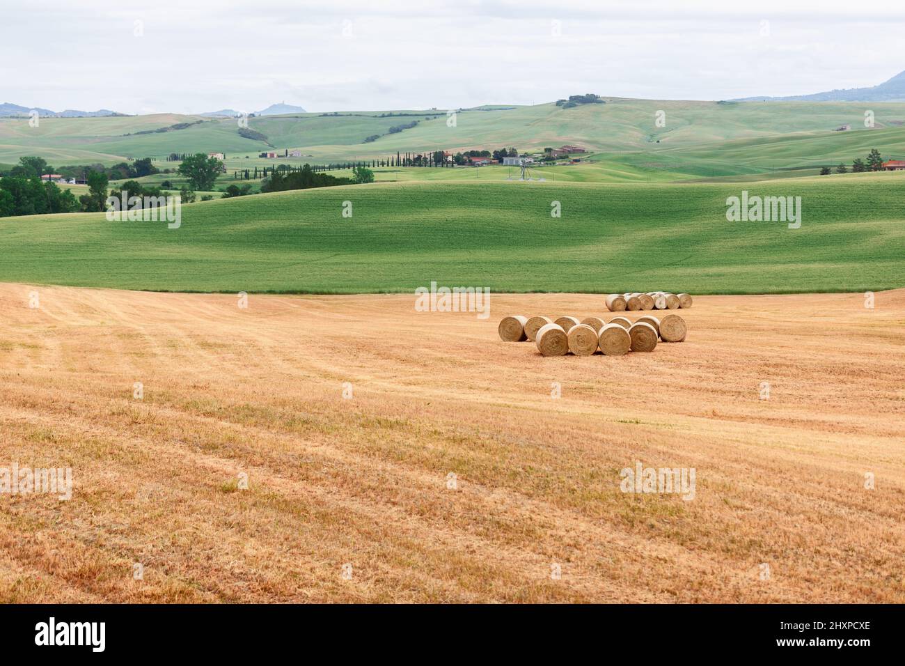 Contrast between a harvested field of hay in rolls and a green meadow ...