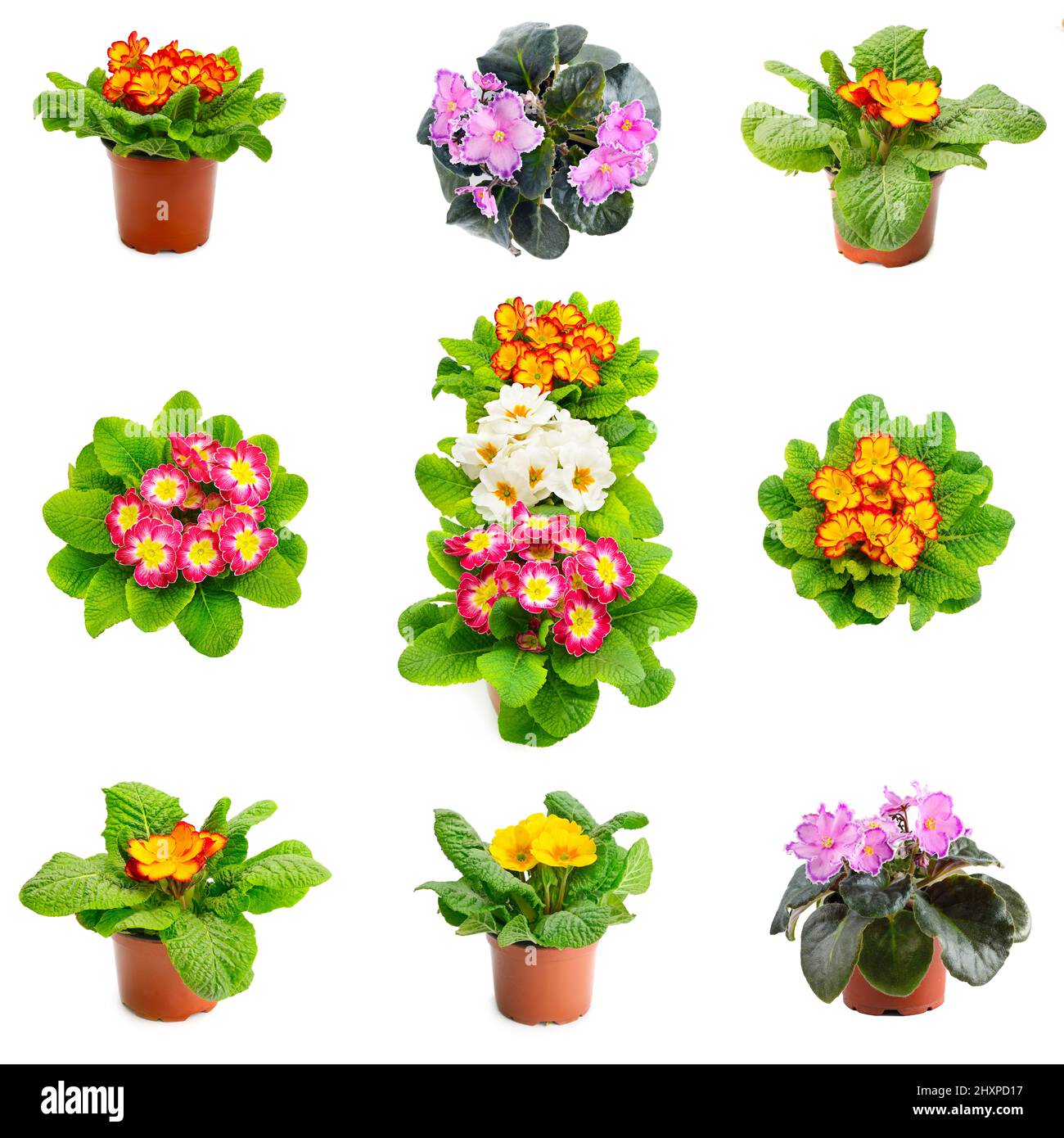 Set multicolored fresh violets from different angles isolated on white ...